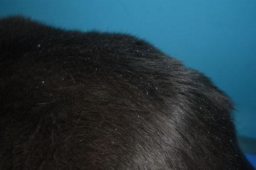 Un cas d'allergie à la salive de puces chez un chat - DermaVet