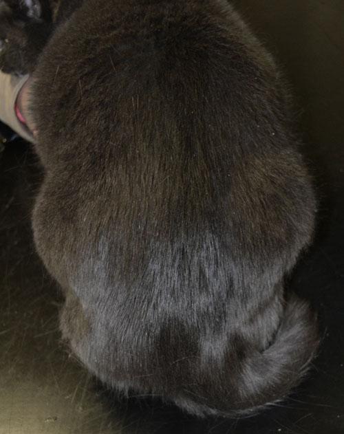 Un cas d'allergie à la salive de puces chez un chat - DermaVet