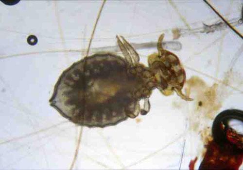 Trichodectes canis adulte - DermaVet