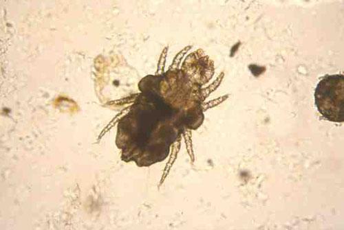 Cheyletiella sp adulte - DermaVet